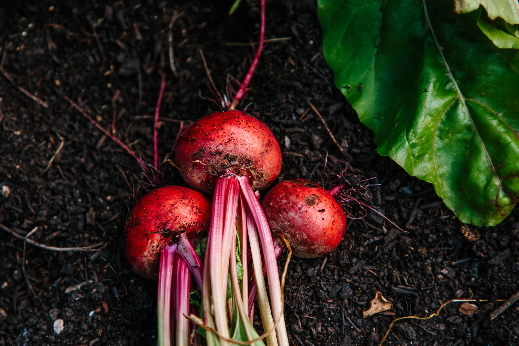 Beetroot Benefits for Men: Erectile Dysfunction and More | Good Health ...